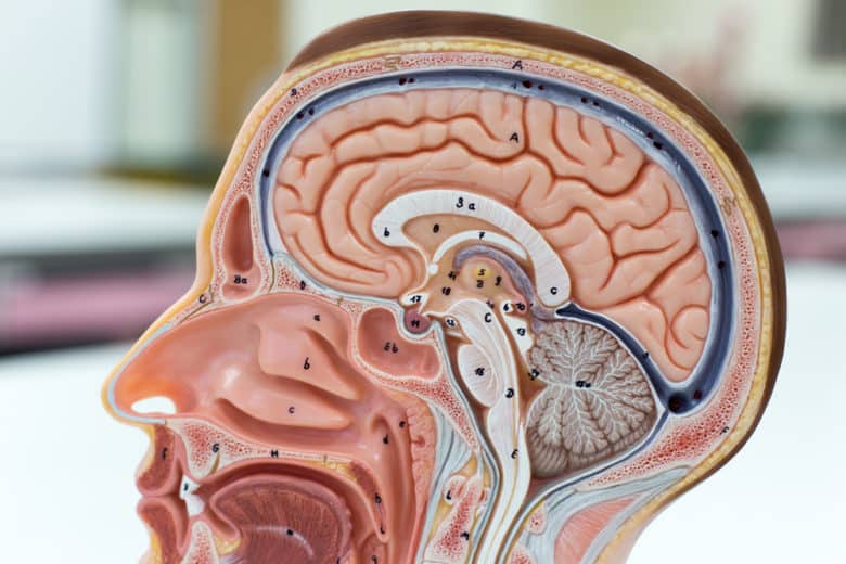 Što je hipofiza i zašto je važna za zdravlje? - MZSS.hr