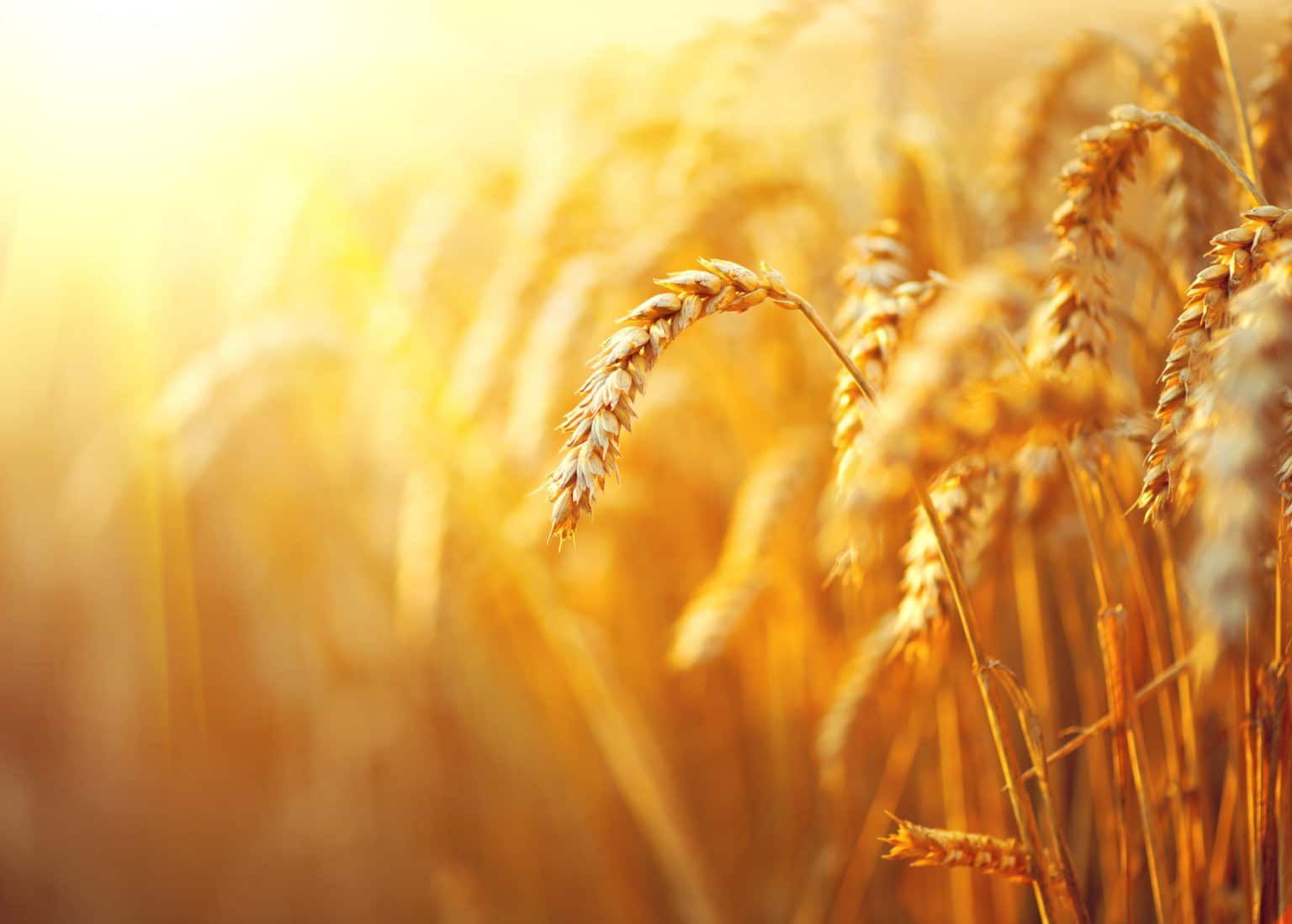 Žitarice: 12 najvažnijih i njihov nutritivni profil